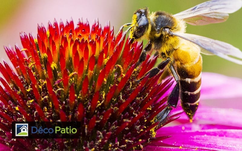 L'APIPHOBIE OU QUAND LA PEUR DES ABEILLES DEVIENT IRRATIONNELLE ...